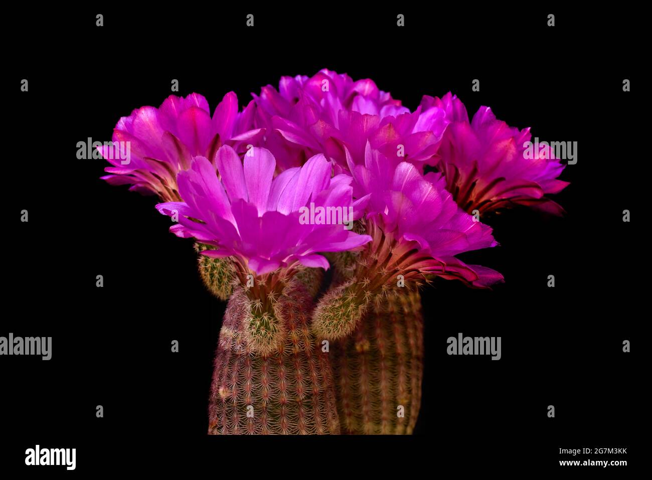 cacti with beautiful and colorful flowers on a black background Stock ...