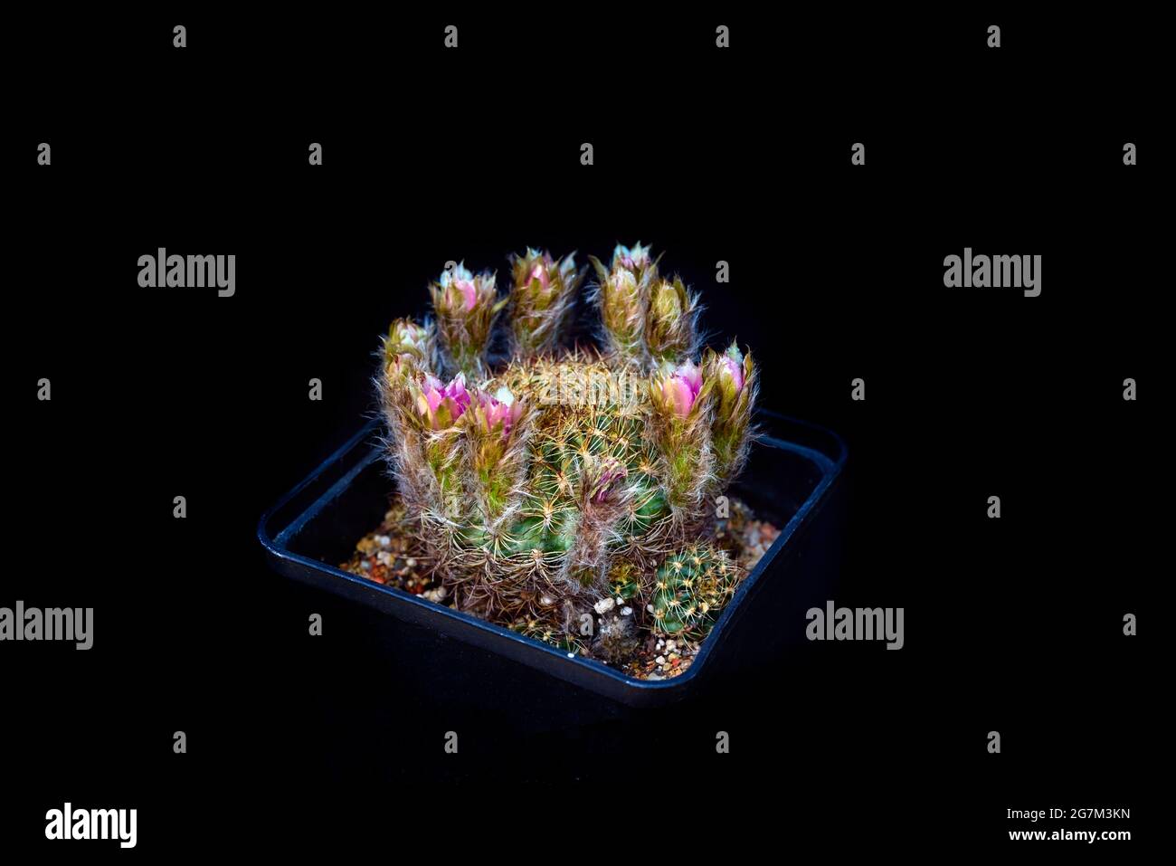 cacti with beautiful and colorful flowers on a black background Stock ...