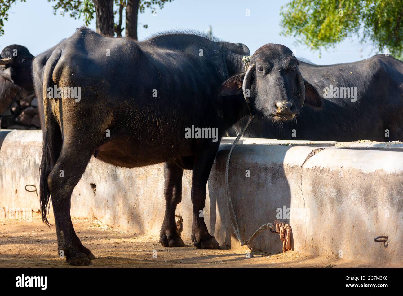 Domestic water buffalo in rural village Stock Photo - Alamy