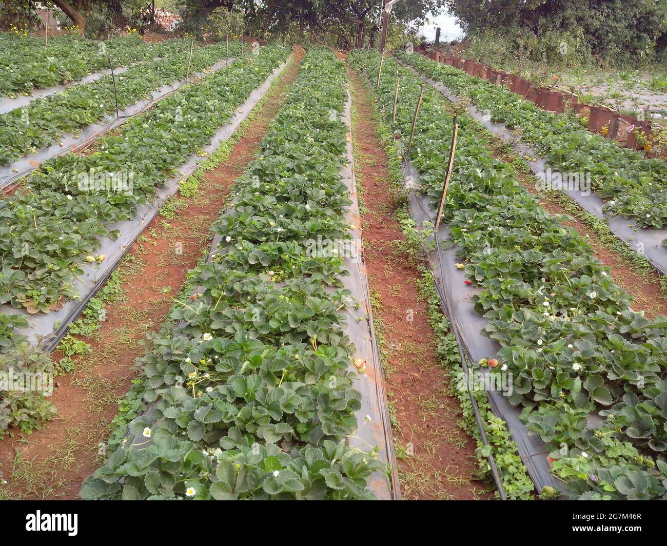 Strawberry village india hi-res stock photography and images - Alamy