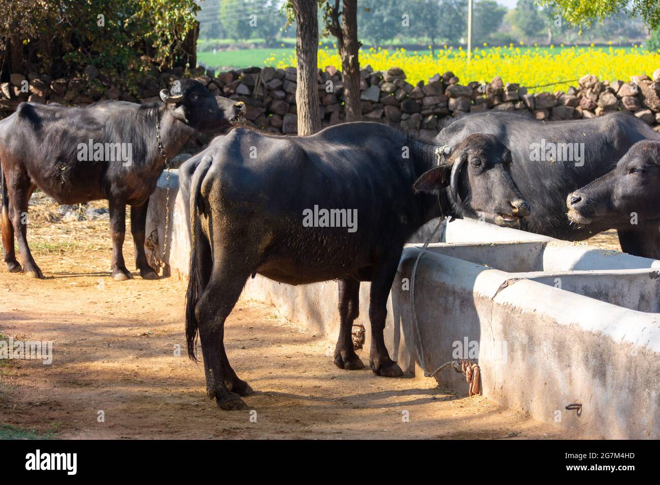 Domestic water buffalo in rural village Stock Photo - Alamy