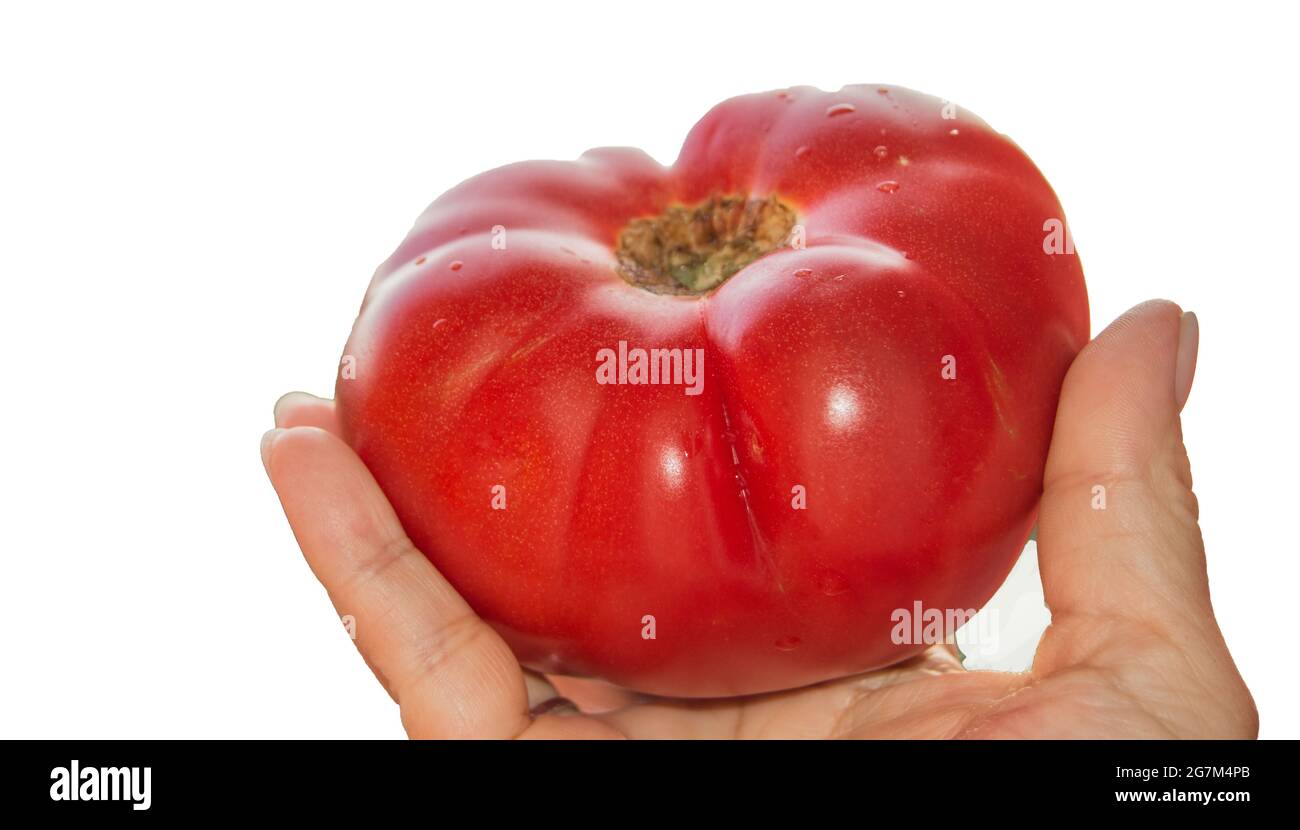 A large whole red tomato in a human hand, isolated on a white ...