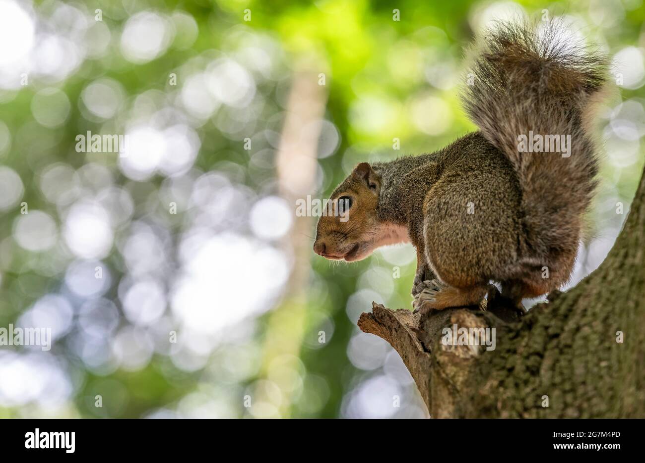 Invasive animal species uk hi-res stock photography and images - Alamy