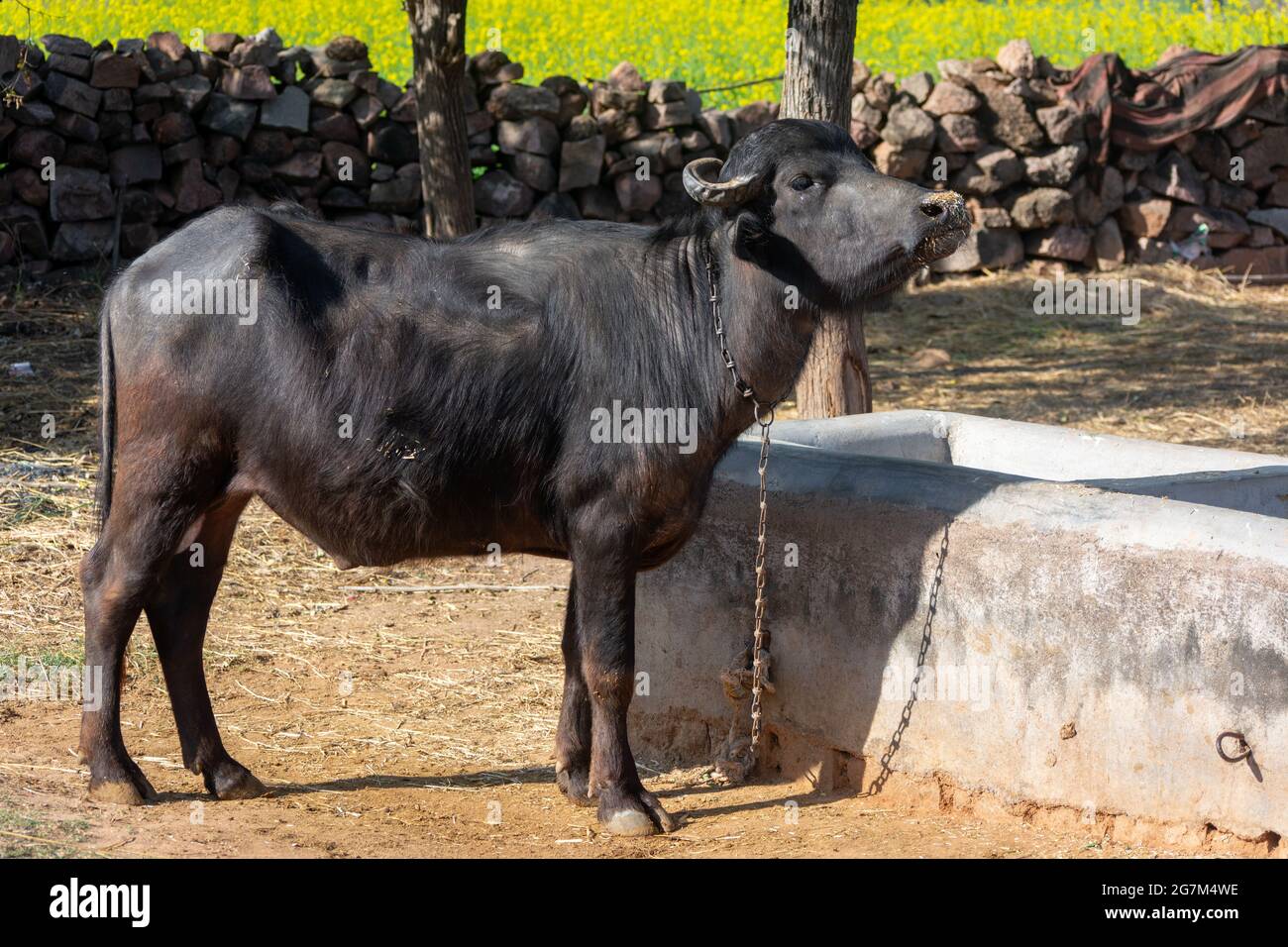 Domestic water buffalo in rural village Stock Photo - Alamy