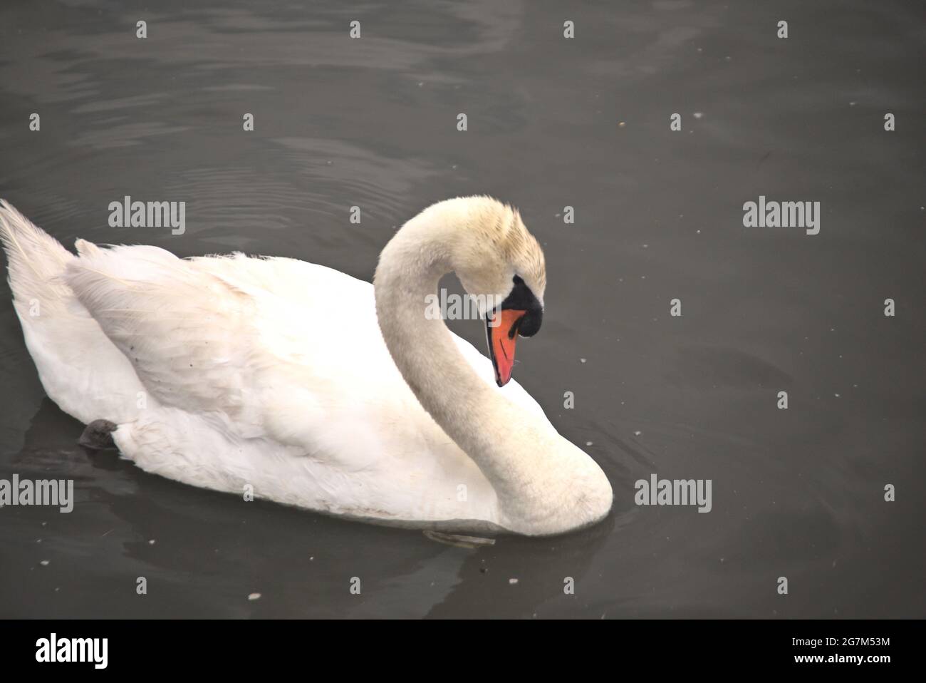Black swan lagoon hi-res stock photography and images - Alamy