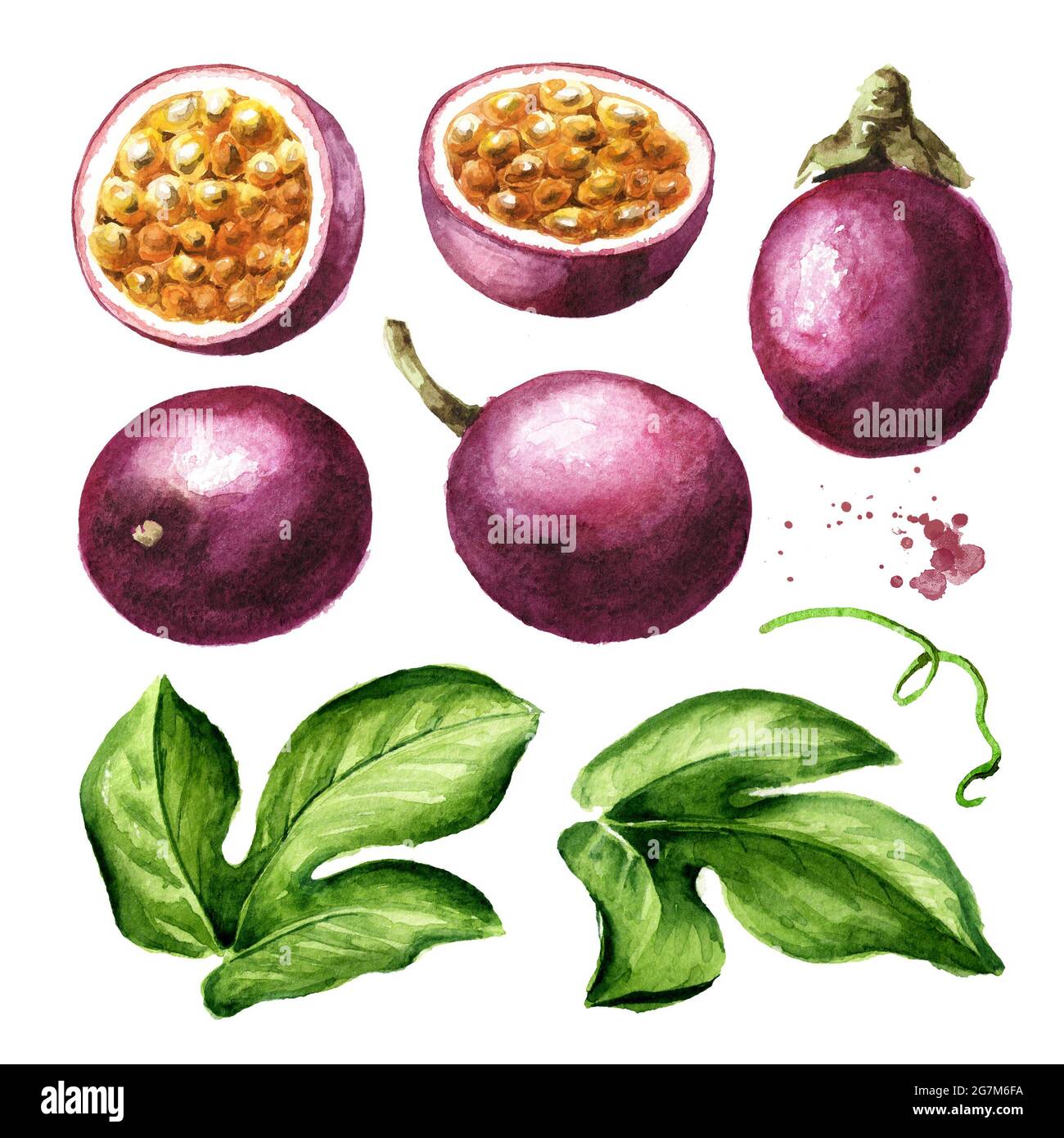 Passion Fruit With Leaf Set Watercolor Hand Drawn Illustration
