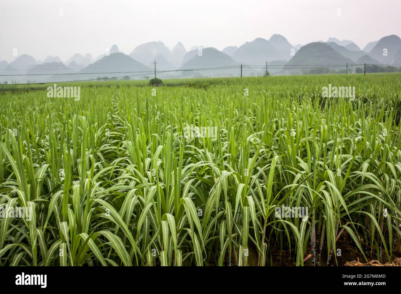 China rice farming hi-res stock photography and images - Alamy