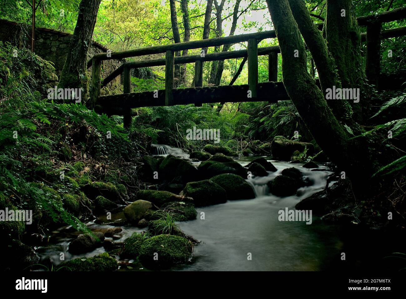 bridge over a stream in the middle of the forest Stock Photo - Alamy