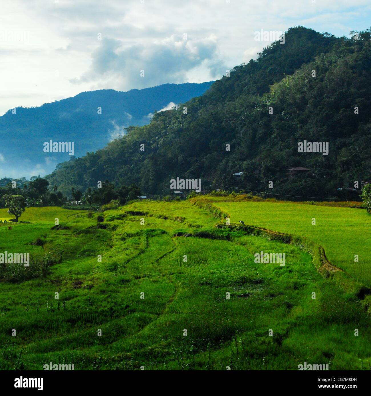 Vertical shot of the scenic Banaue Rice Terraces in the Philippines ...