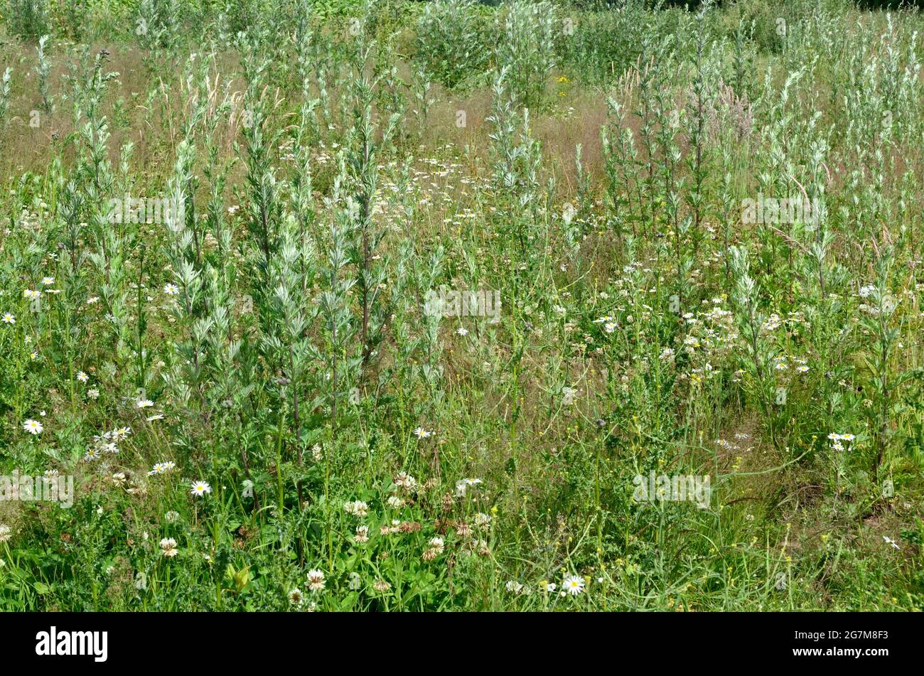 Weeds for insects hi-res stock photography and images - Alamy