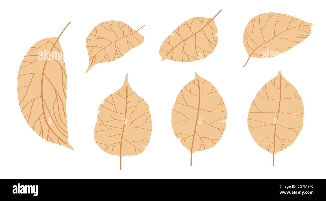 doodle apple tree leaves isolated on white background. Autumn fallen ...