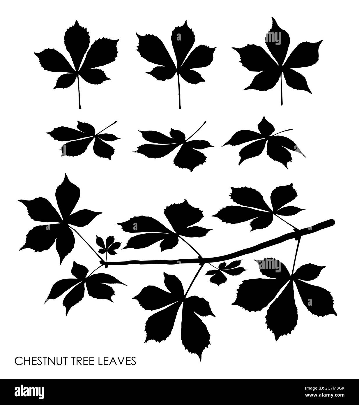 Black silhouettes of CHESTNUT tree leaves isolated on white. Autumn ...