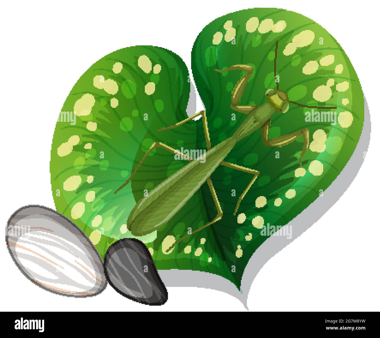 Top view of mantis on a leaf isolated illustration Stock Vector Image ...