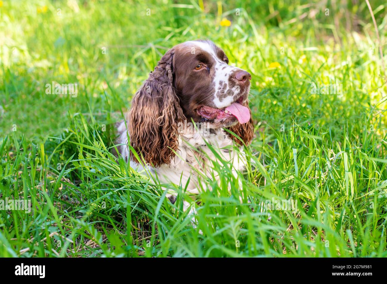 English Springer Spaniel with long ears and tongue out lies in shadow ...