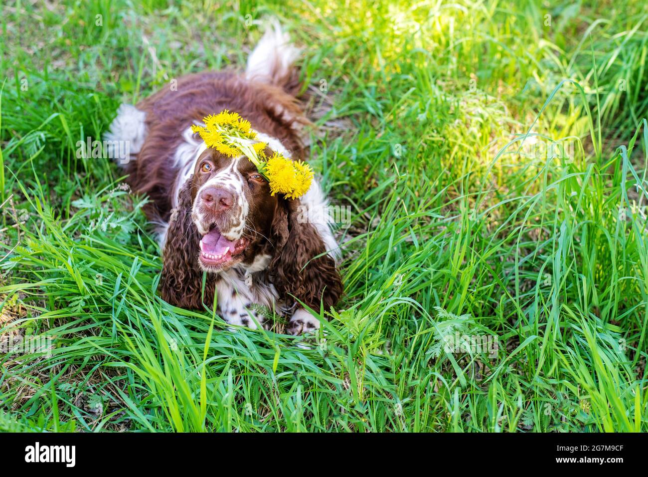 Cocker spaniel ear hi-res stock photography and images - Alamy