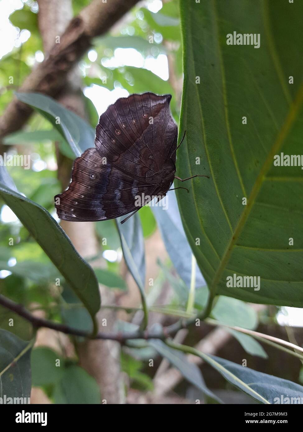 Soft focus of a brown butterfly underneath a big green leaf at a park ...