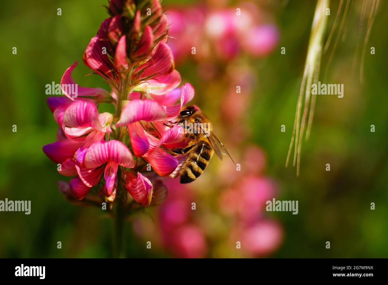 Honey bee on sainfoin hi-res stock photography and images - Alamy