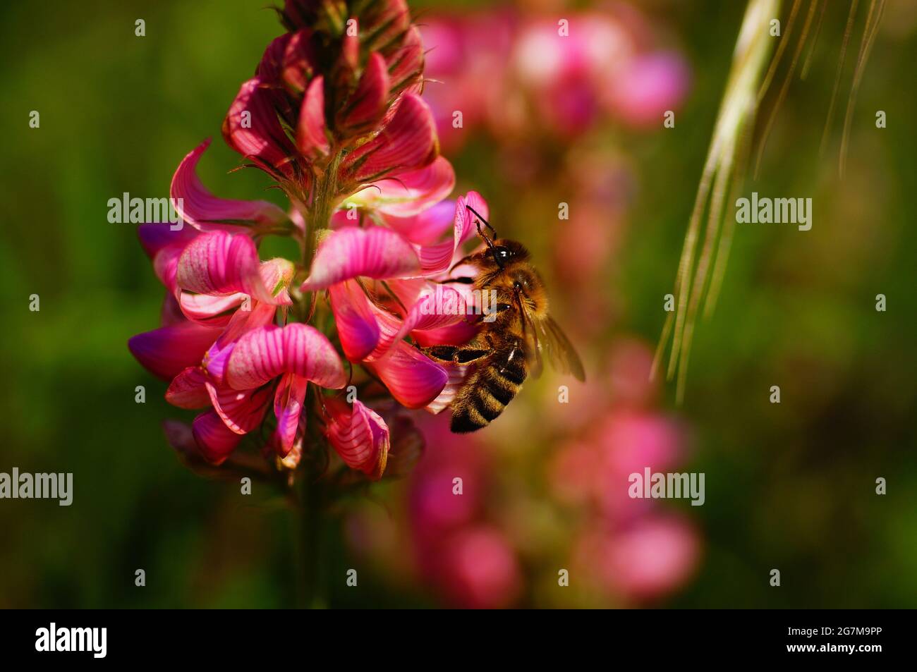A honey bee on a sainfoin Stock Photo - Alamy