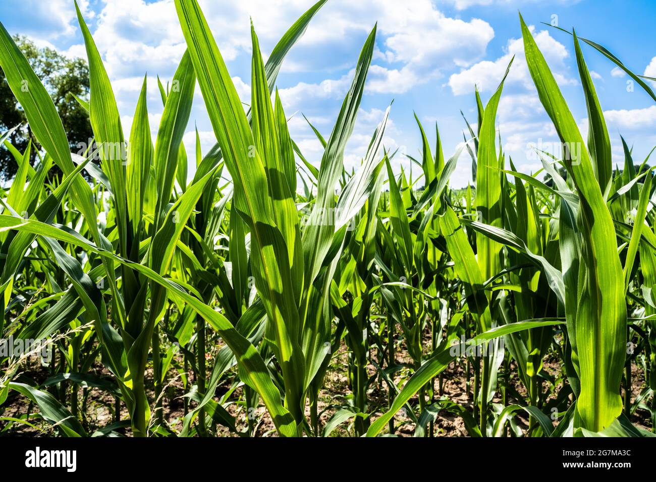Green crop hi-res stock photography and images - Alamy