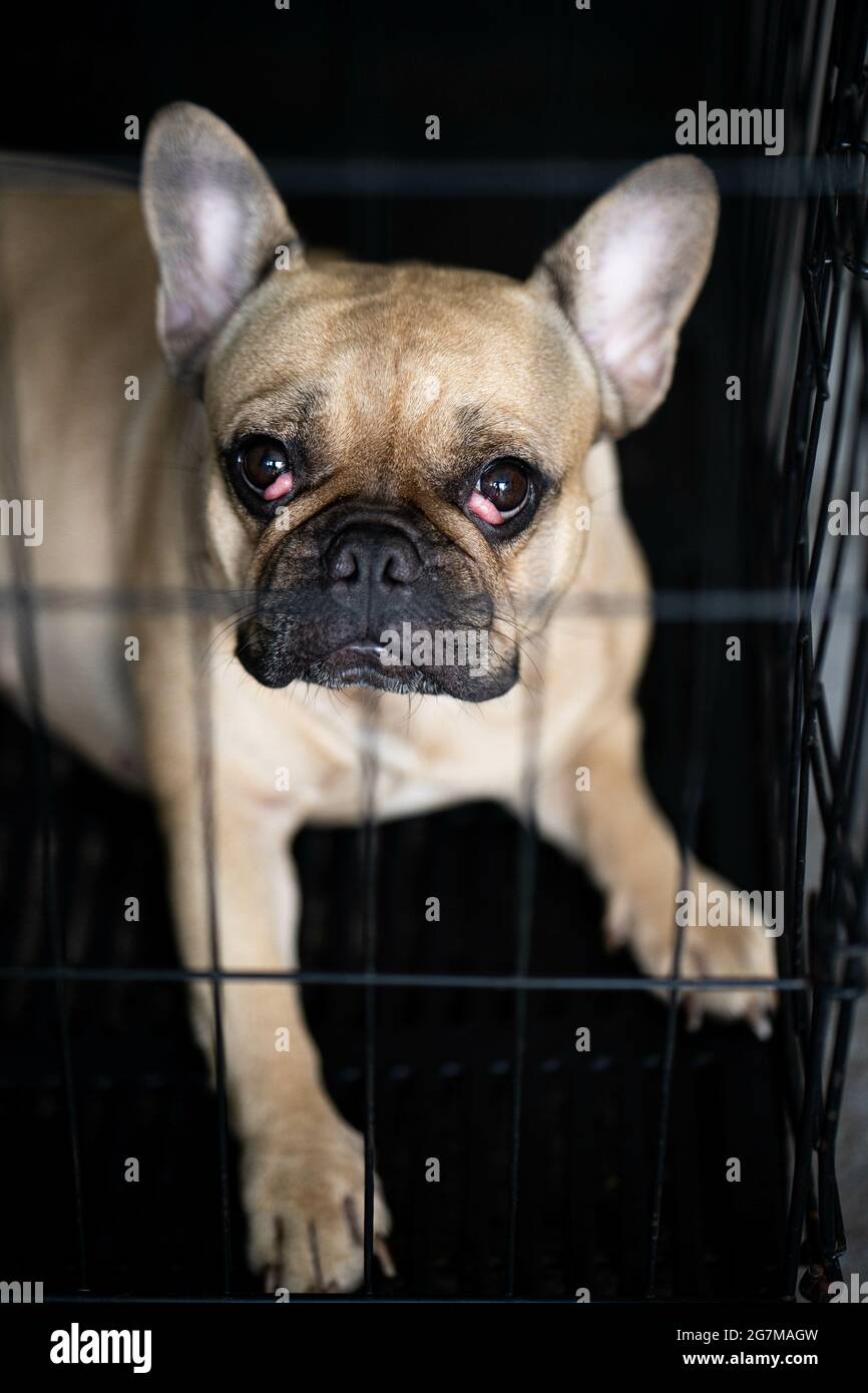 Adorable French bulldog in a cage Stock Photo - Alamy