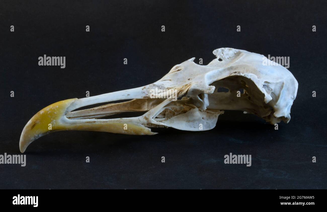 Pre maxillary and nasal bone top beak hi-res stock photography and ...