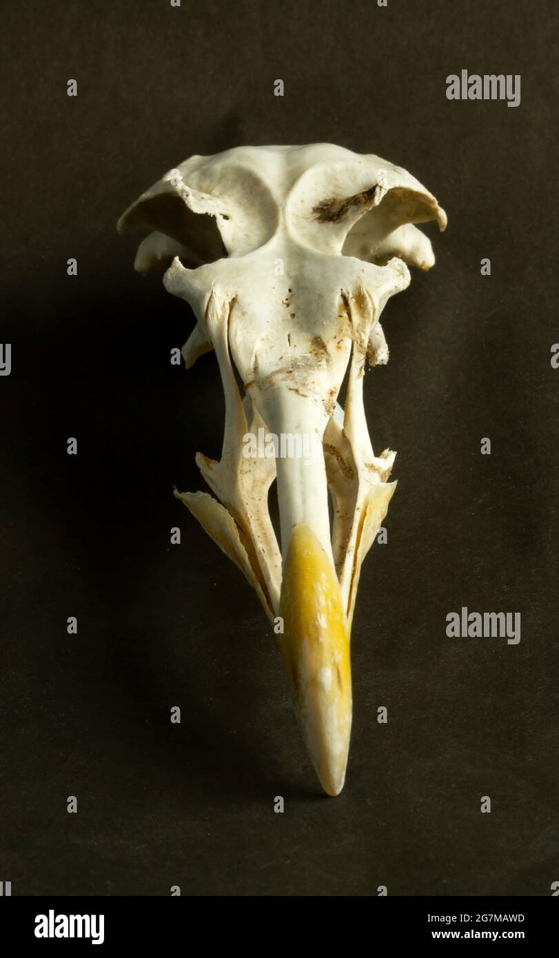 Pre maxillary and nasal bone top beak hi-res stock photography and ...