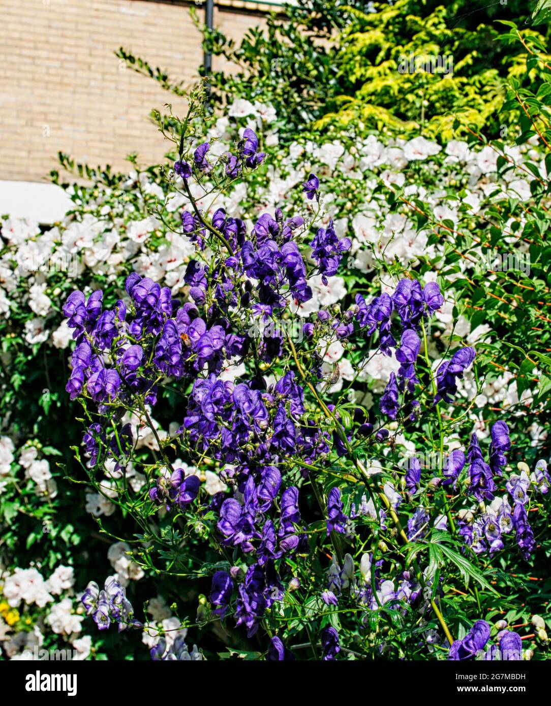 Aconite aconitum napellus hi-res stock photography and images - Alamy
