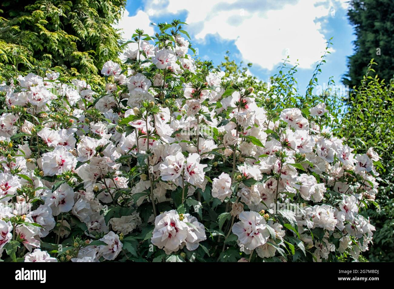 Beautiful hibiscus plant with flowers in garden Stock Photo - Alamy