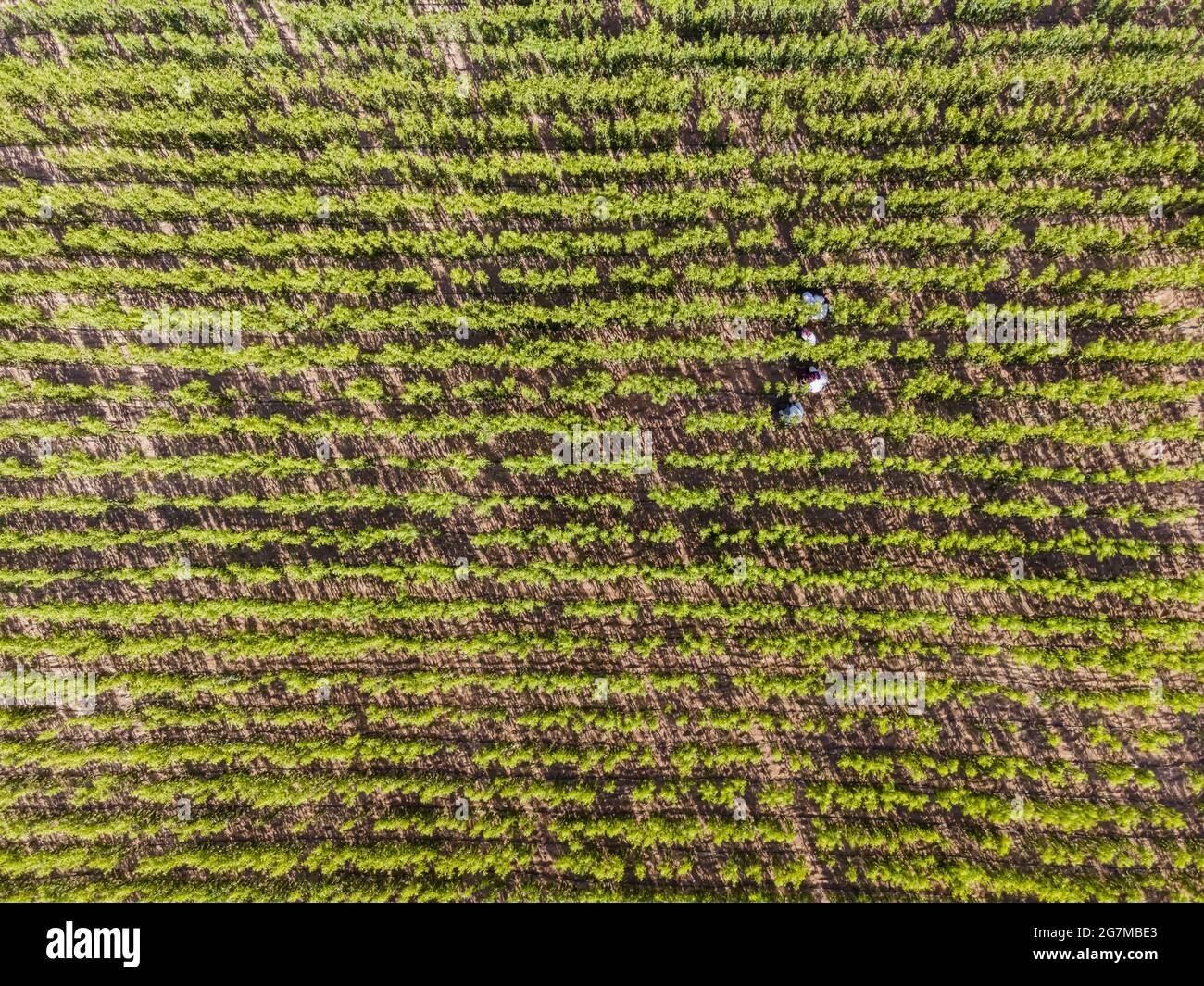 Aerial tree sapling hi-res stock photography and images - Alamy
