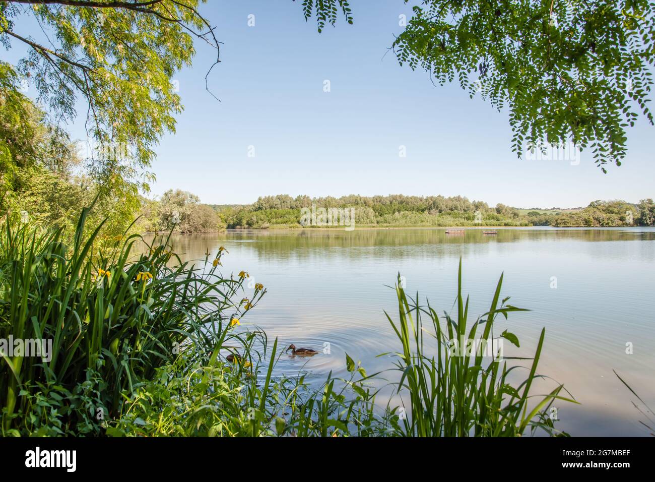 The spade oak hi-res stock photography and images - Alamy