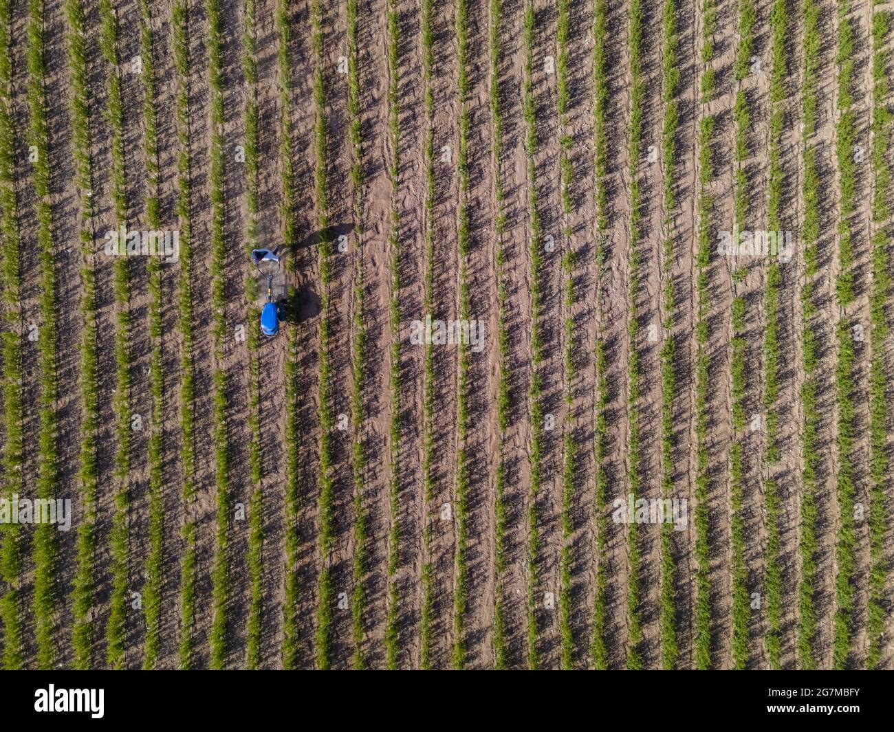 Aerial tree sapling hi-res stock photography and images - Alamy