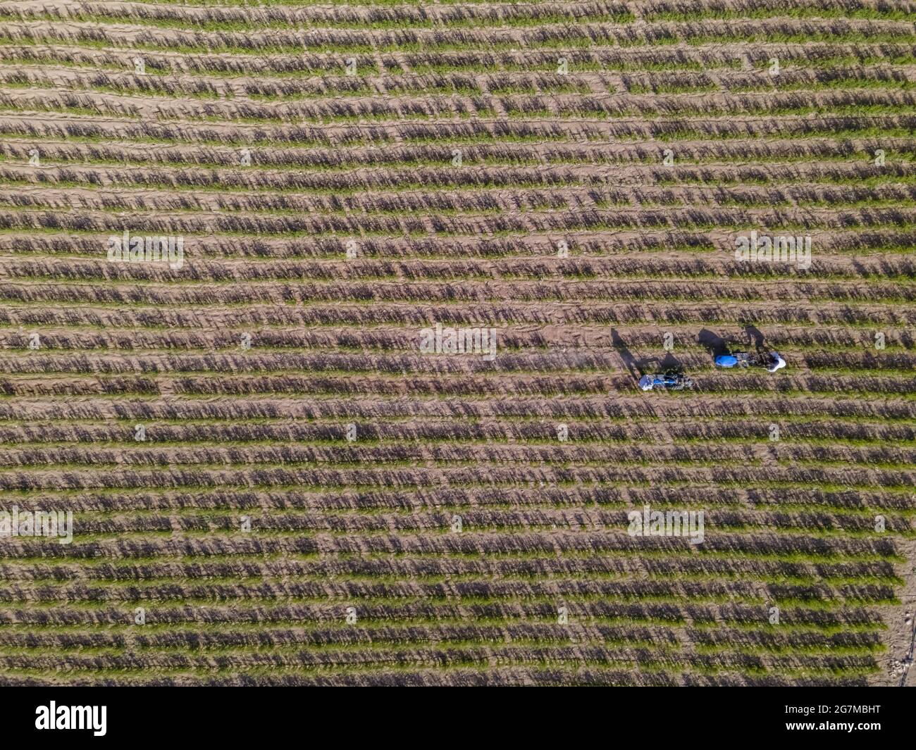 Aerial tree sapling hi-res stock photography and images - Alamy