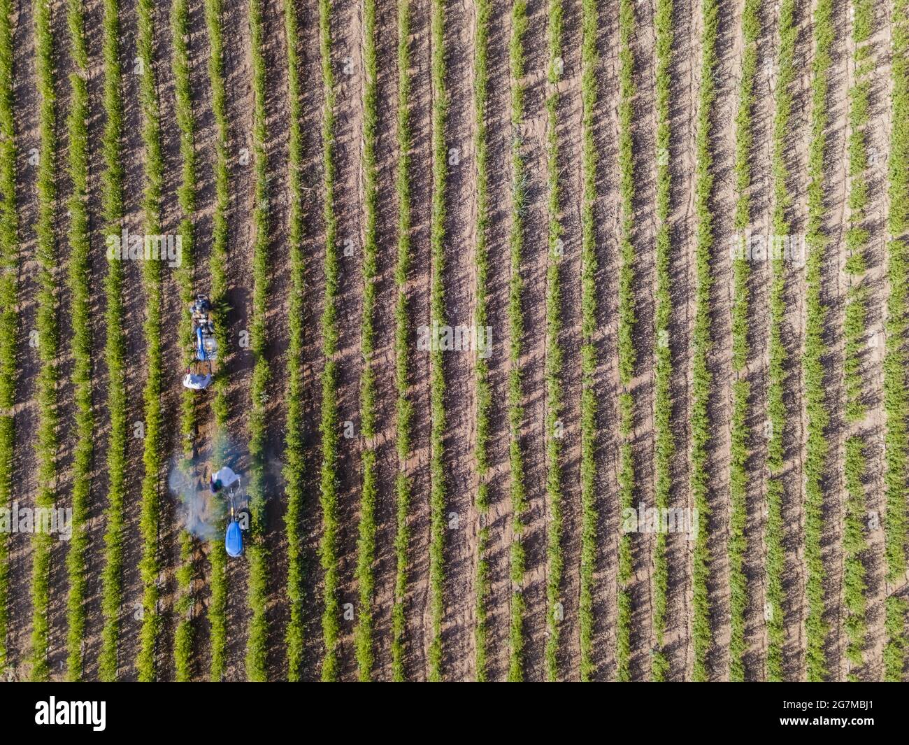 Aerial tree sapling hi-res stock photography and images - Alamy