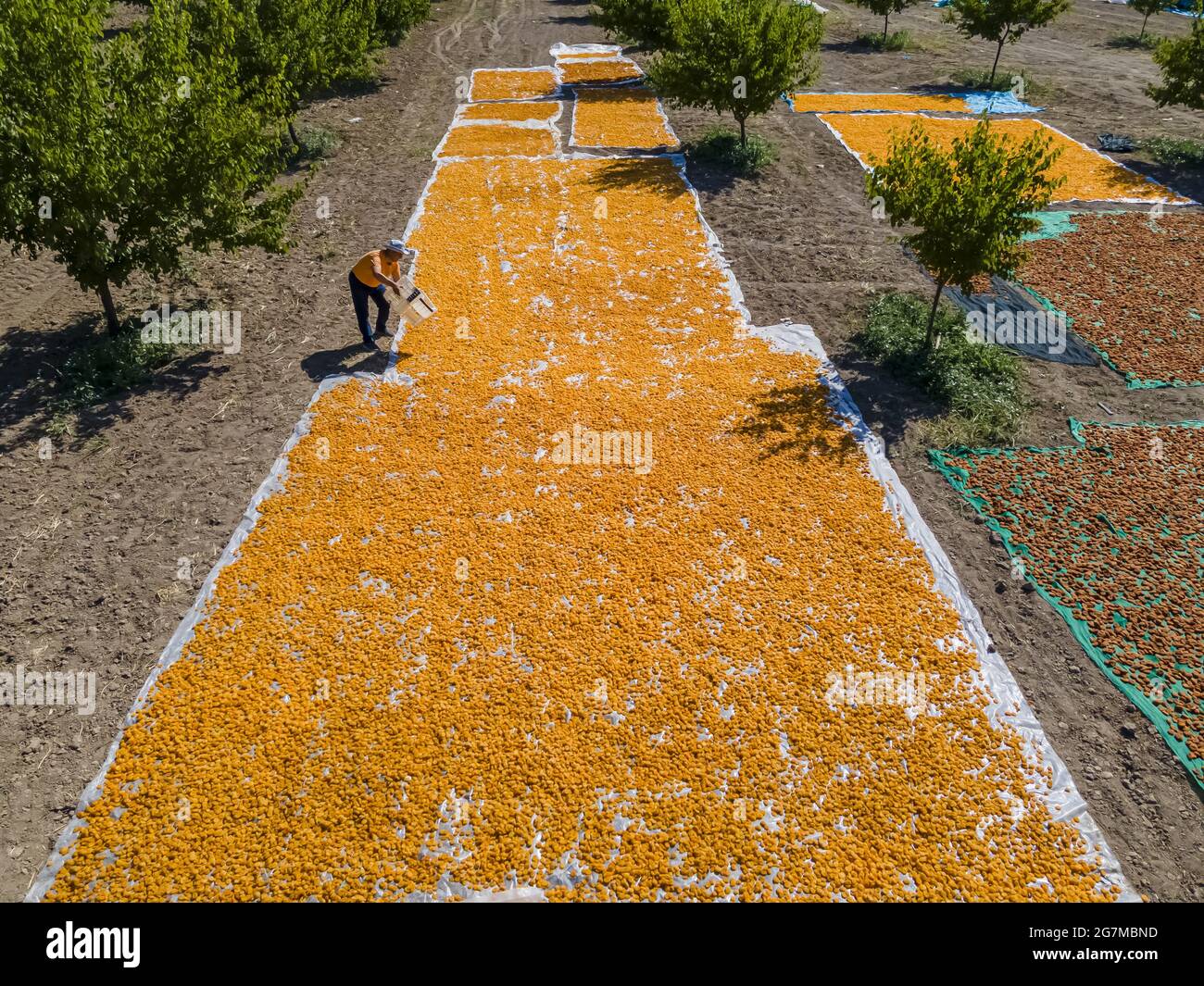Scenic view of apricot harvest and drying in Malatya city in Turkey ...