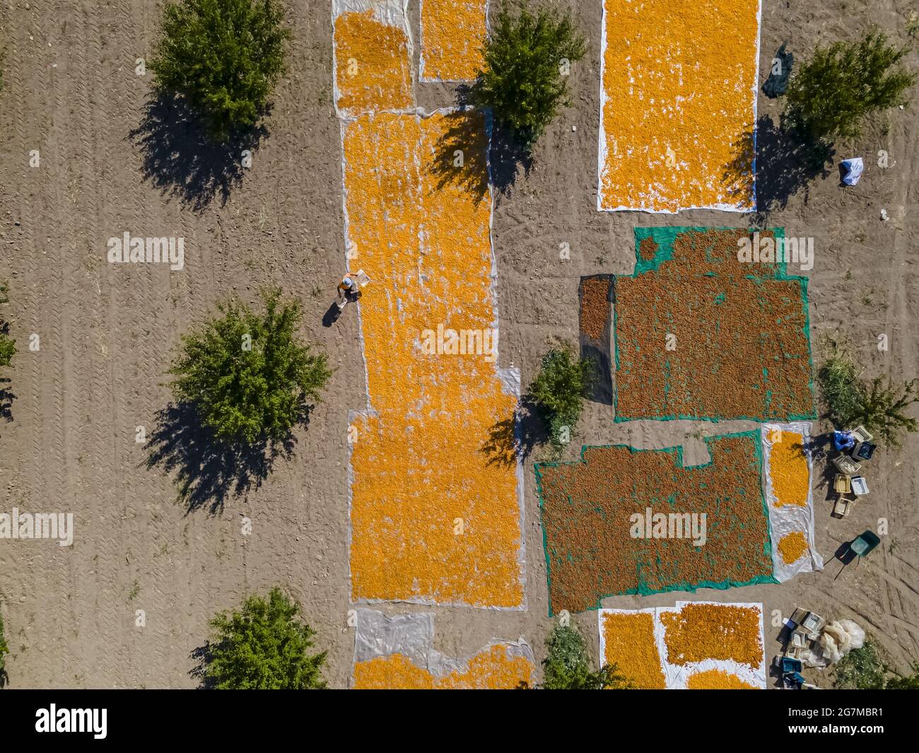 Top view of apricot harvest and drying in Malatya city in Turkey Stock ...