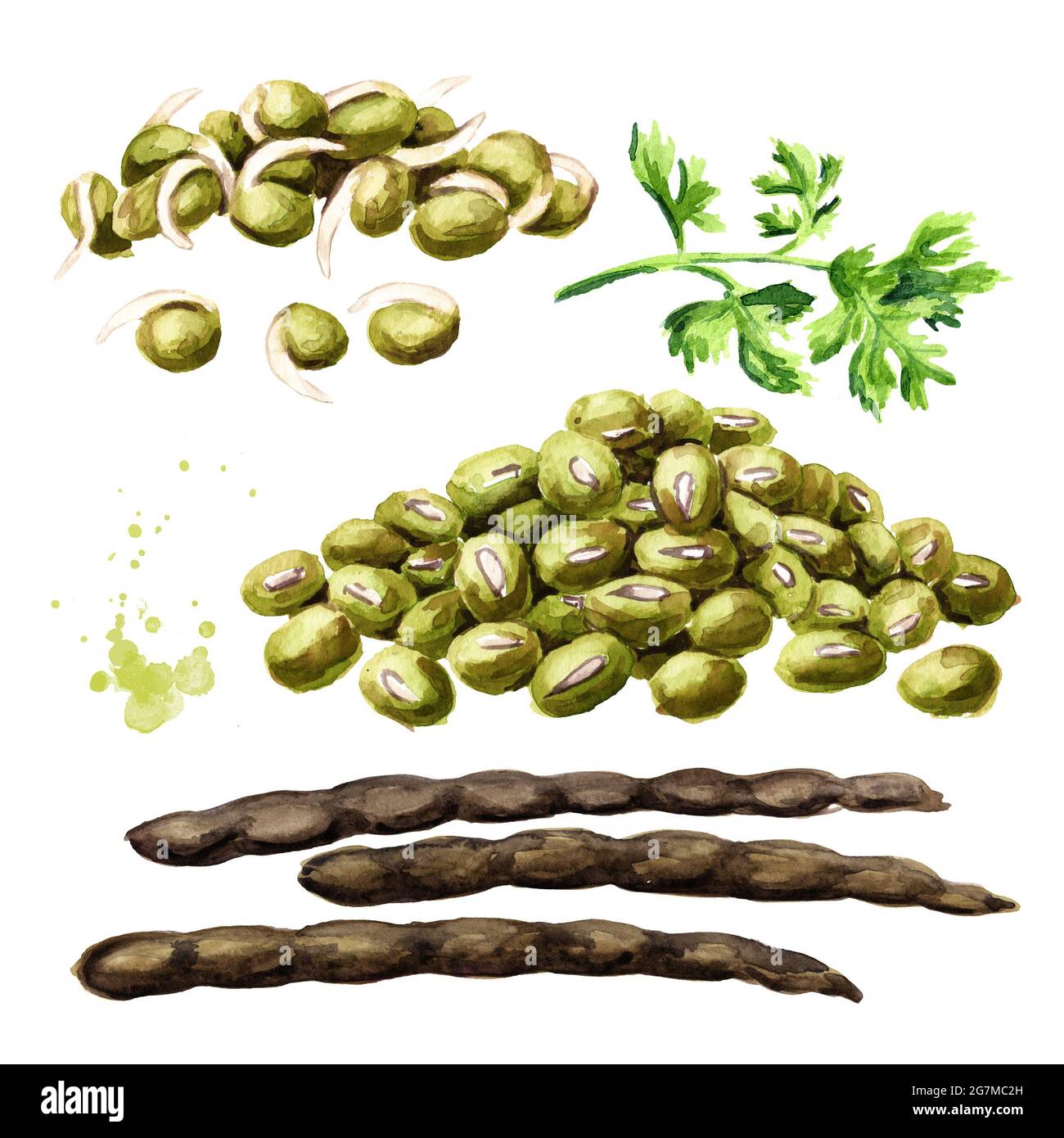 Raw mung beans, seedling, sprout, germ with pods set. Hand drawn ...