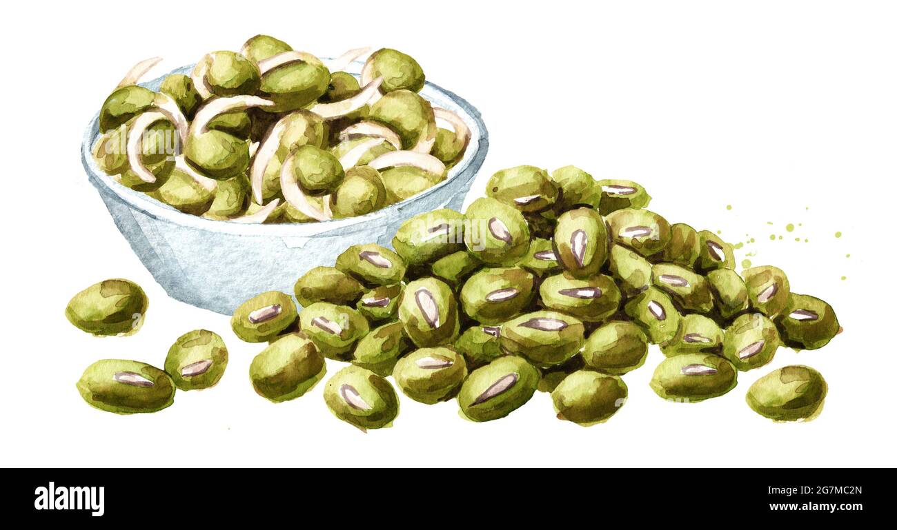 Raw and Sprouted mung beans. Hand drawn watercolor illustration ...