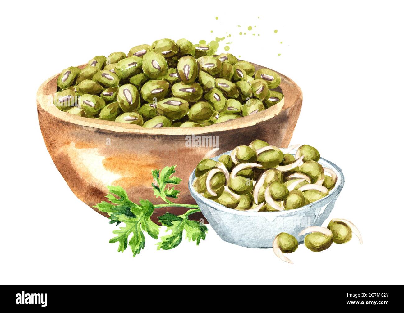 Raw and Sprouted mung beans. Hand drawn watercolor illustration ...