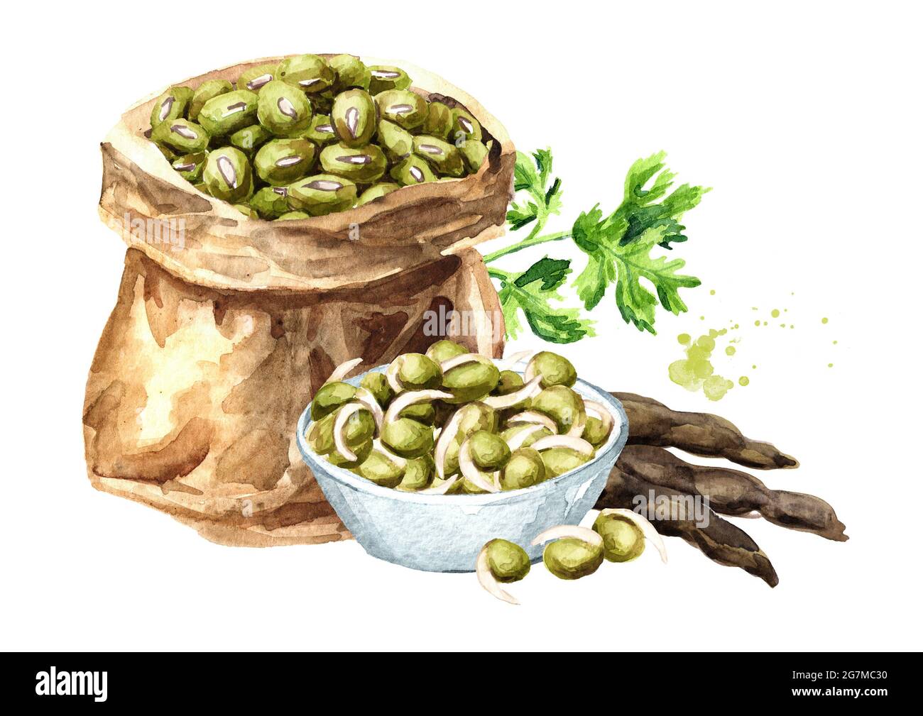 Raw and sprouted mung beans in a paper bag and dry pods. Hand drawn ...