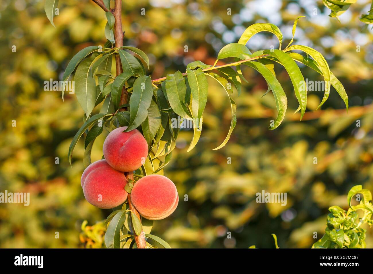 Ripe peaches hanging on the tree in the orchard Stock Photo - Alamy