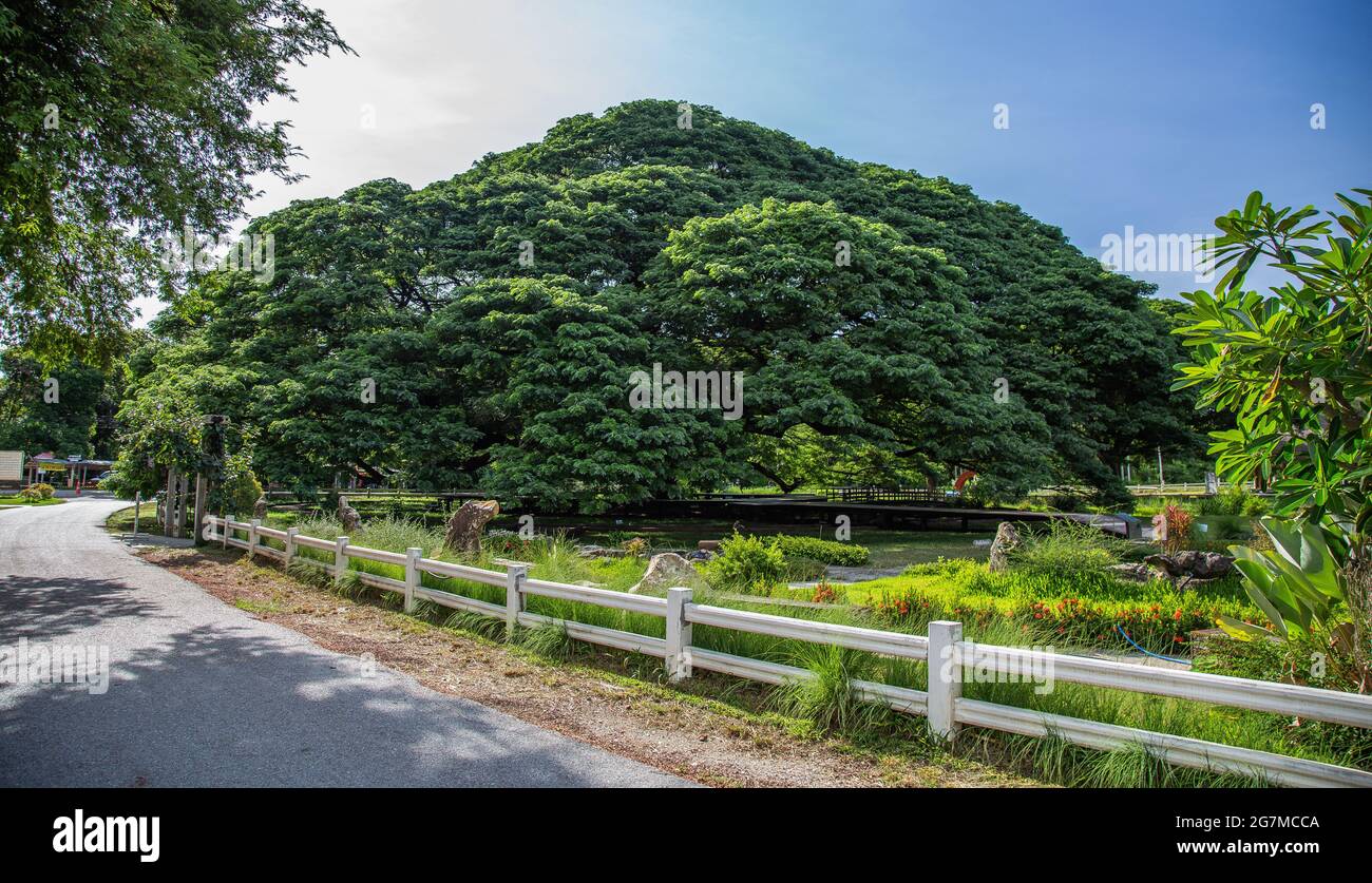 Giant Raintree chamchuri over 100 years old in Kanchanaburi, Thailand ...