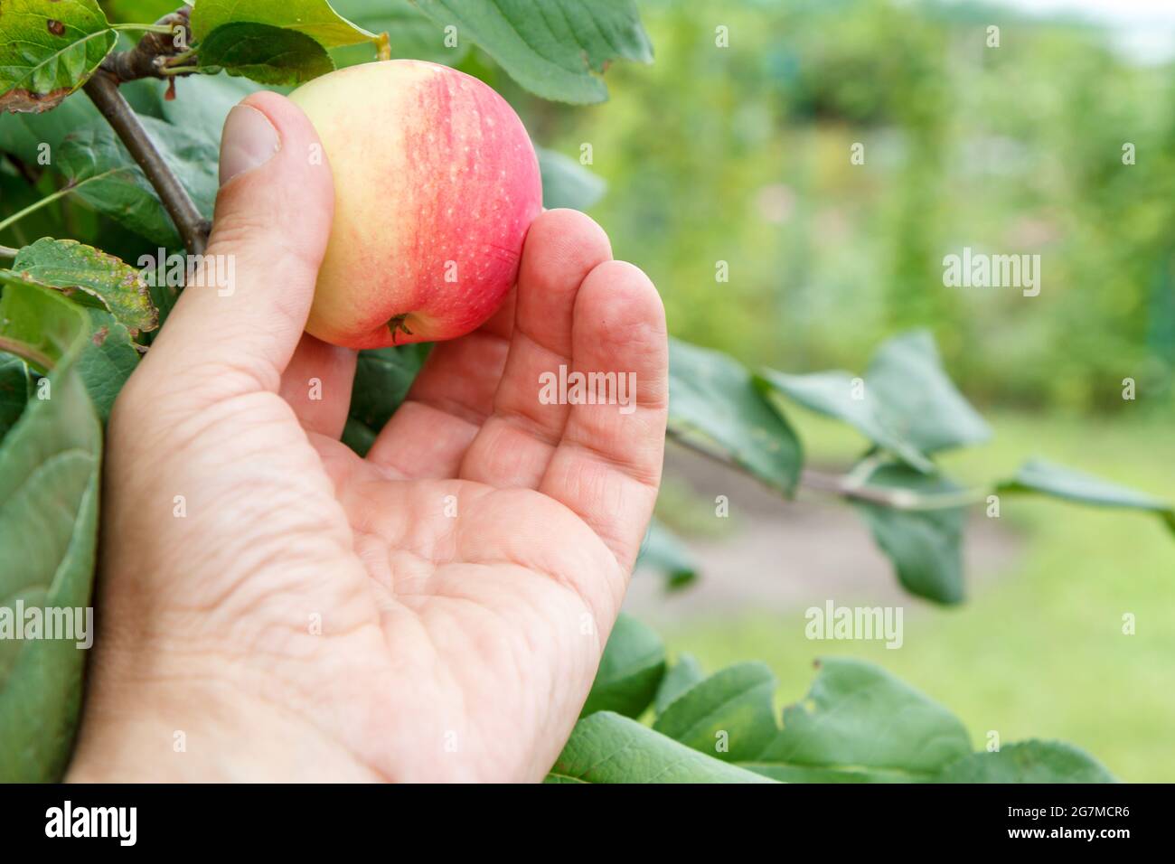 Gardener's hand picking apple. Hand reaches for the apples on the tree ...