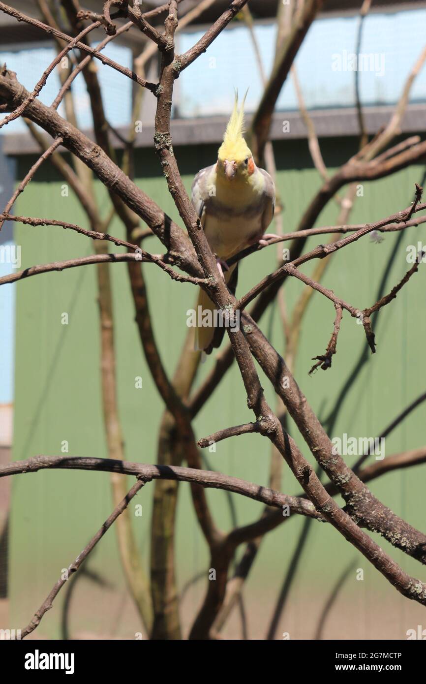 parrot and budgie Stock Photo - Alamy