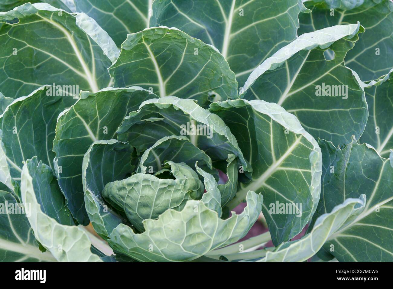 Fresh organic cabbage with leaves. Natural and safety food Stock Photo ...