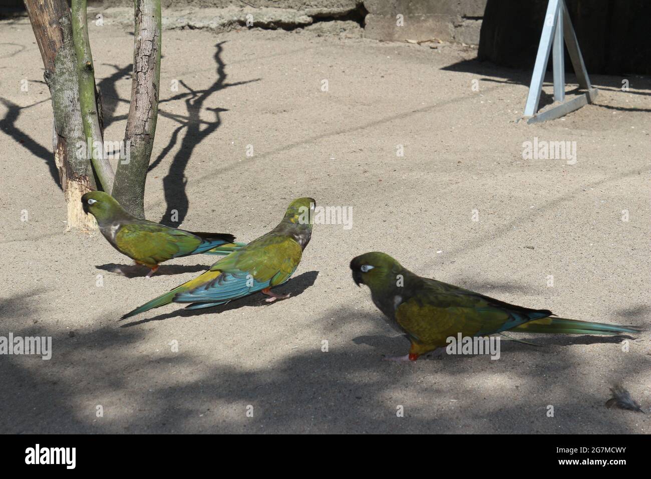 parrot and budgie Stock Photo - Alamy