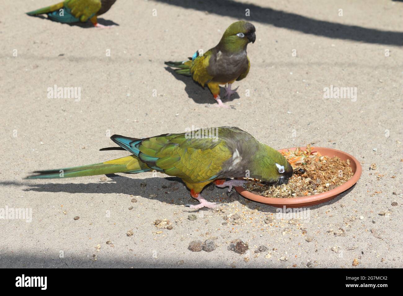 parrot and budgie Stock Photo - Alamy