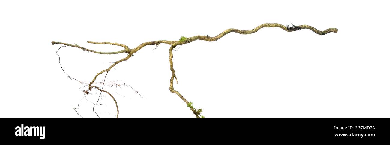 Spiral twisted jungle tree branch, vine liana plant isolated on white ...