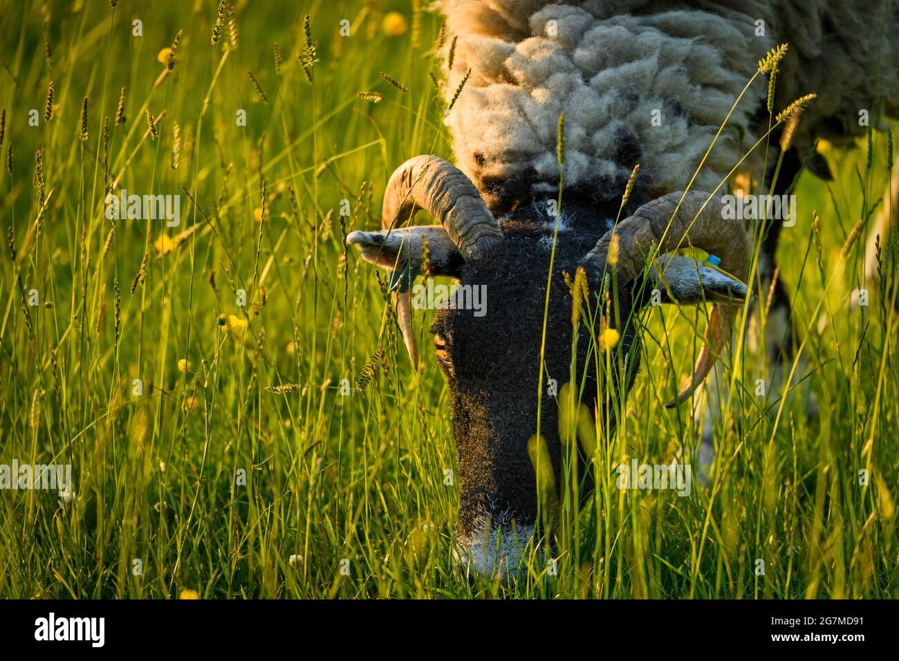 One adult Swaledale sheep in farm field, stands eating grass in golden ...