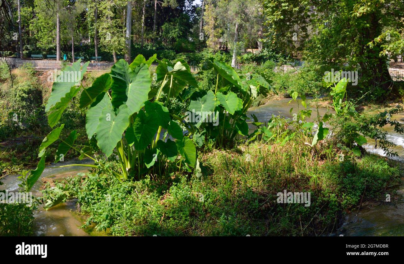 Colocasia esculenta, taro, kalo, dasheen madhumbe marope, magogoya ...