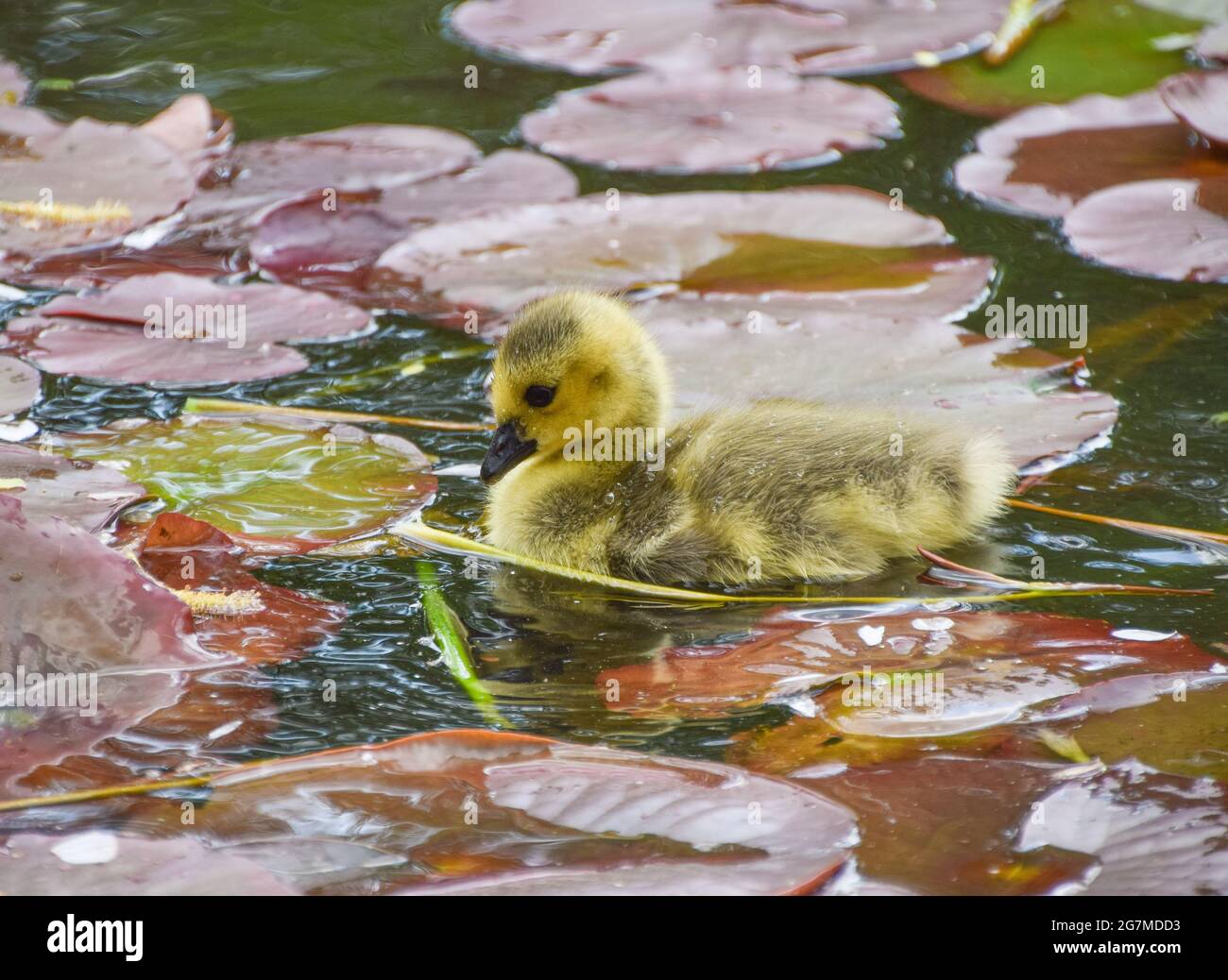 Newborn Canada goose baby in a park pond with water lily leaves Stock ...
